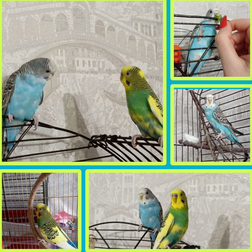 Волнистые попугаи со всем приданным)