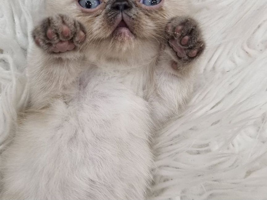 Экзотические котята