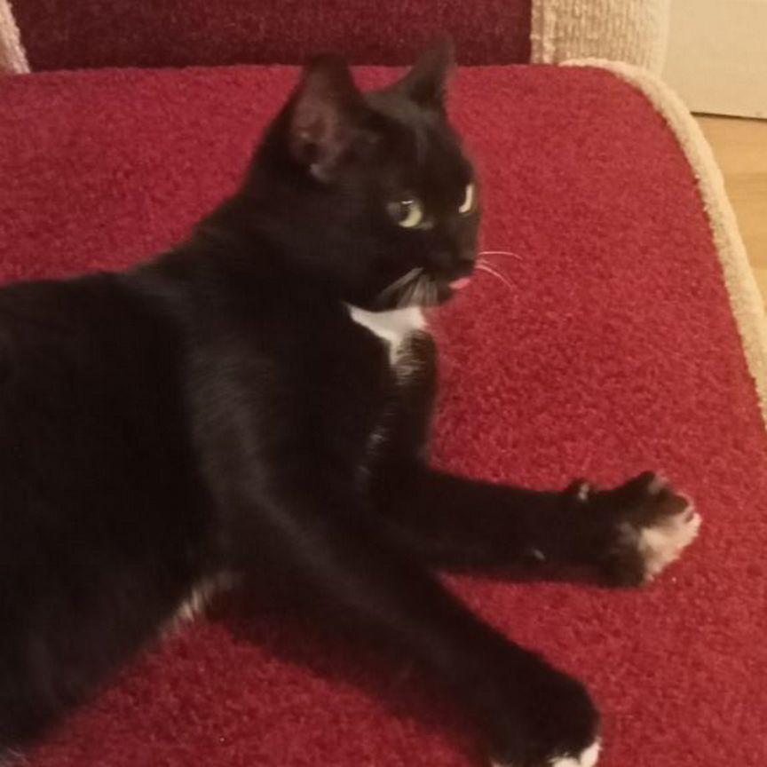 Кот