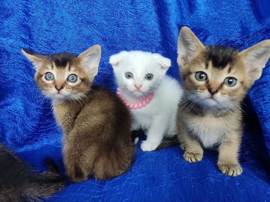 Абиссинские котята метисы