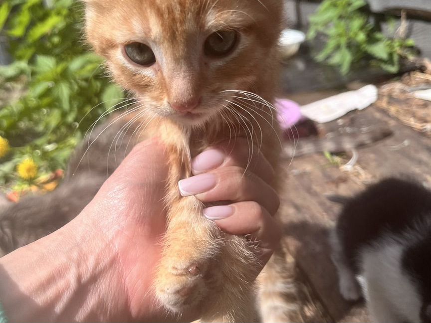 Котята в добрые руки