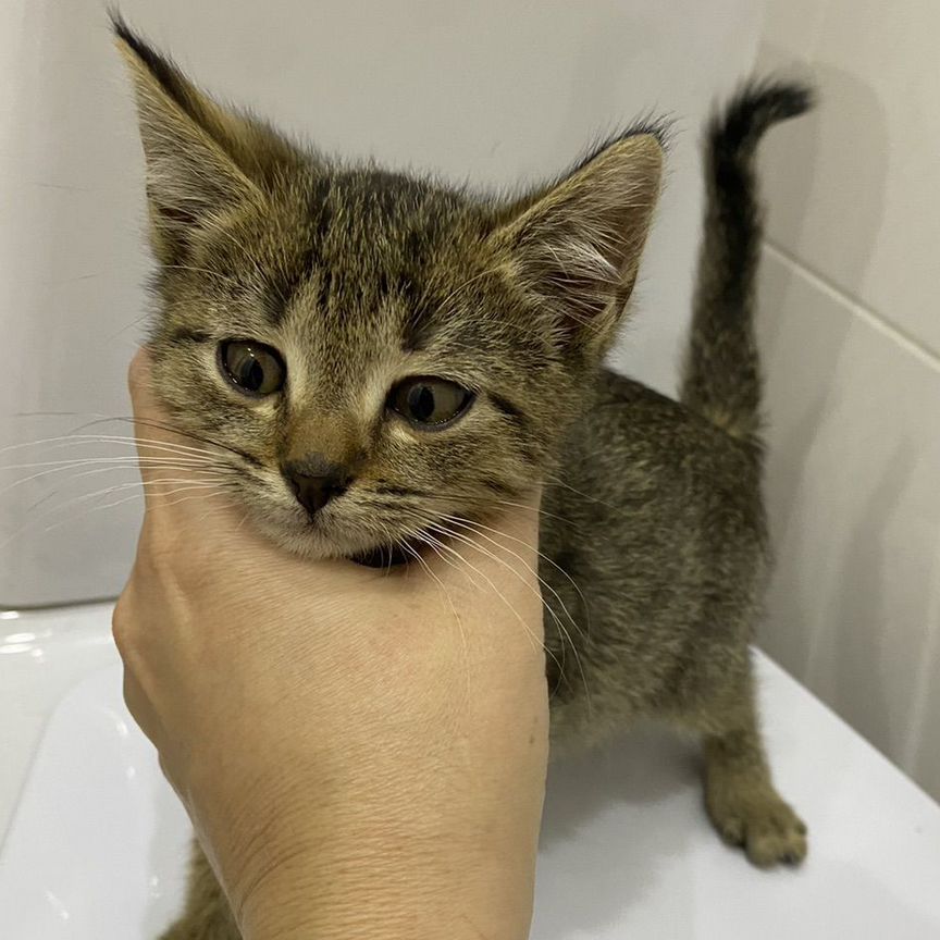 Котята в добрые руки 1 месяц