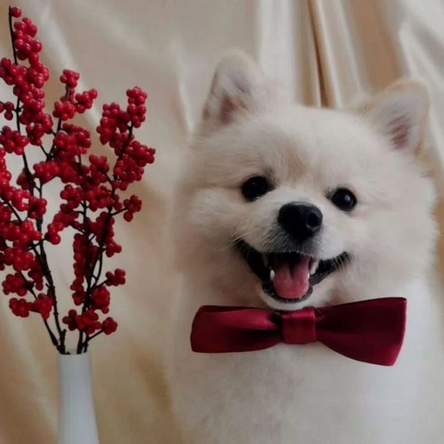 Померанский шпиц, щенок