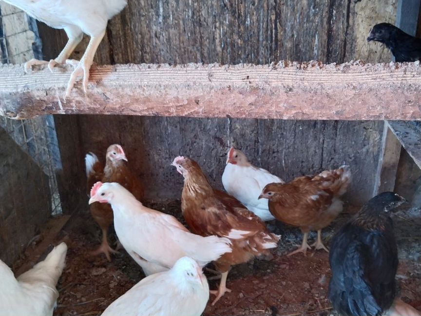 Цыплята домашние