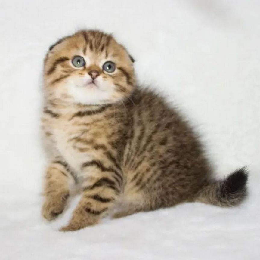 Мальчик Scottish-fold ny24