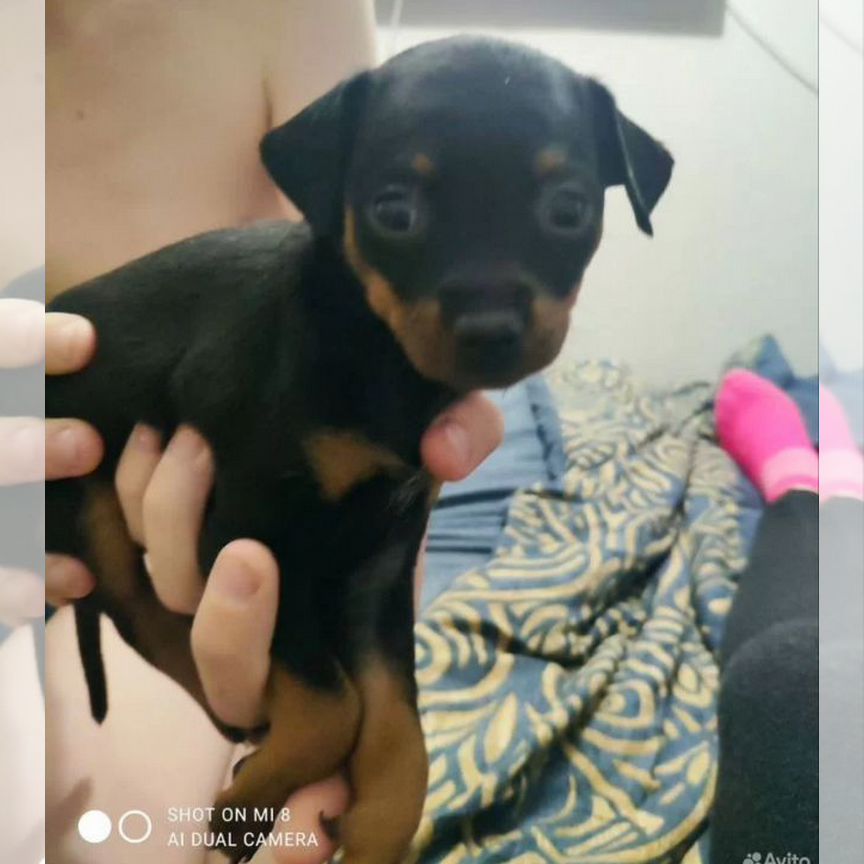 Русский той-терьер, щенок