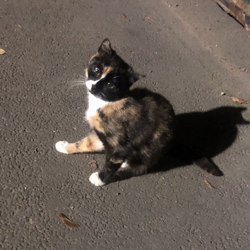 Кошка Сима