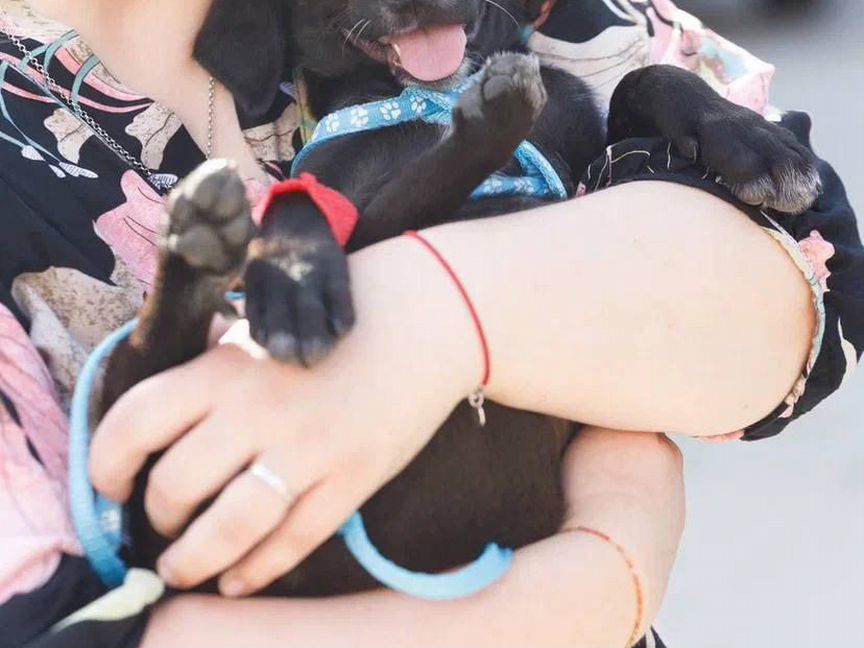 Щенок Бонни ищет любящих родителей