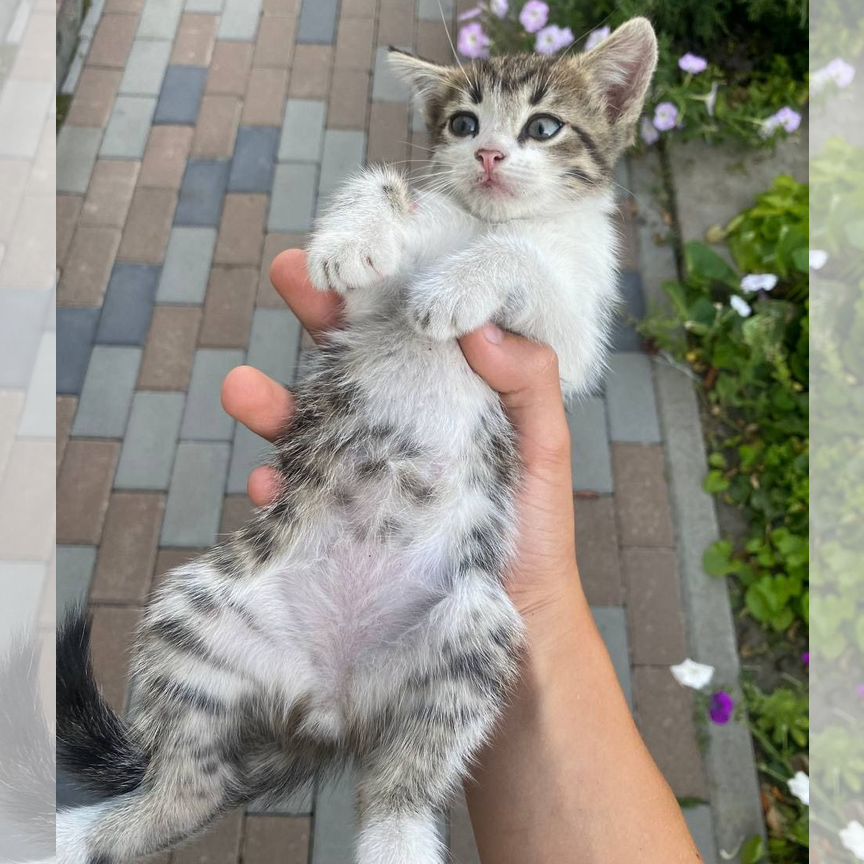 Котята