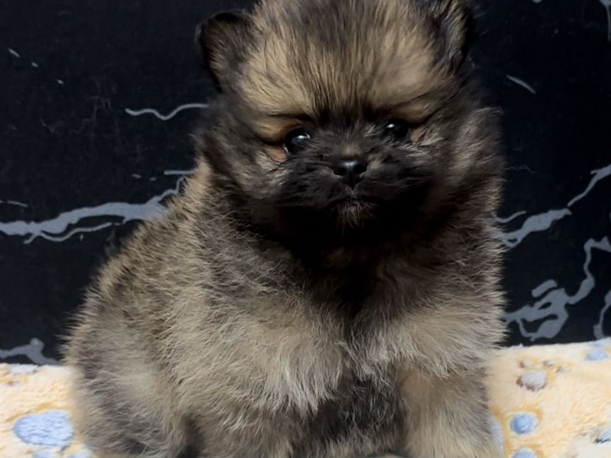 Девочка соболь шпицулька