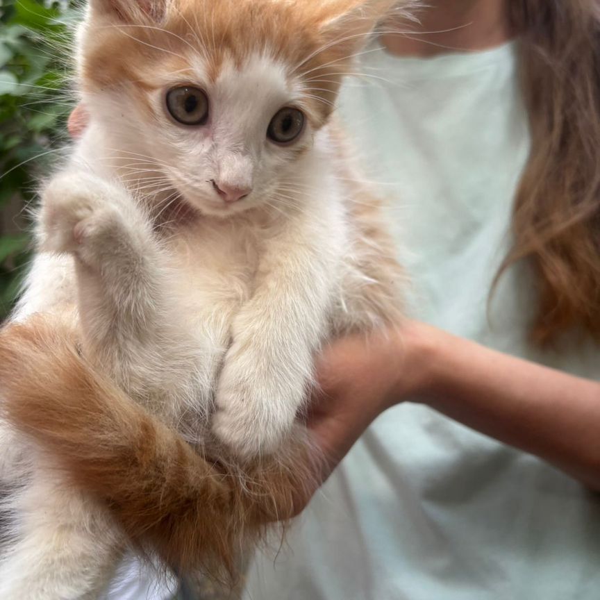 Пристраиваются в добрые руки