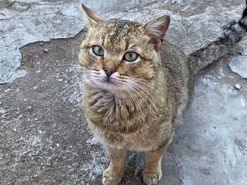Красавец котик