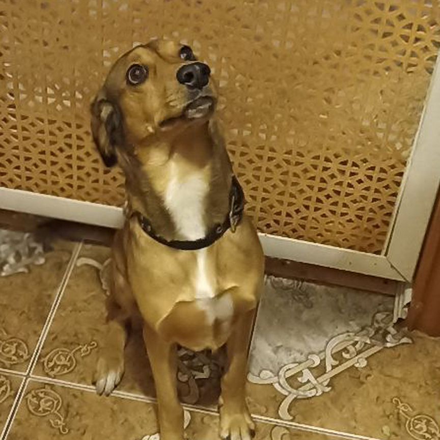 Взрослая собака в добрые руки