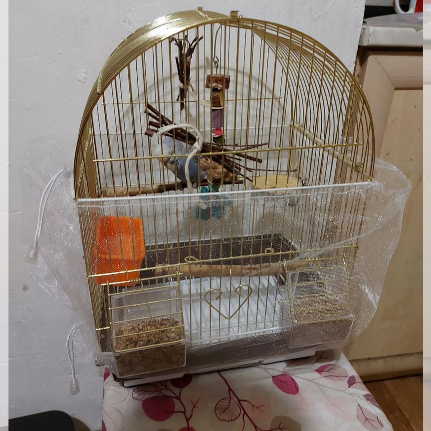 Волнистый попугай девочка