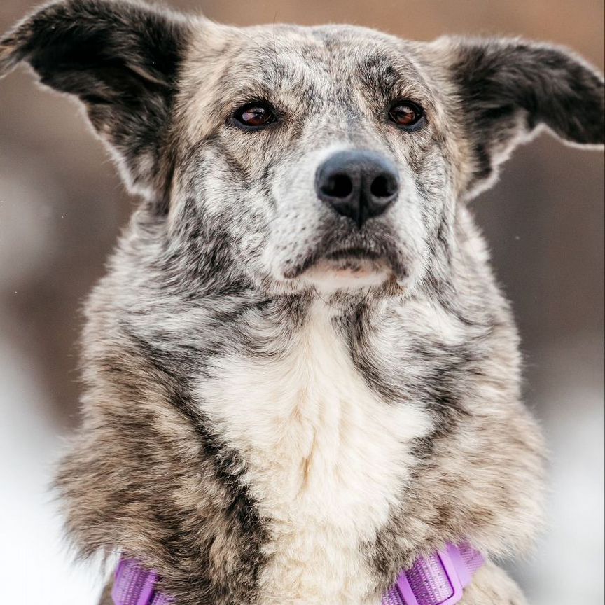 Взрослая собака в добрые руки