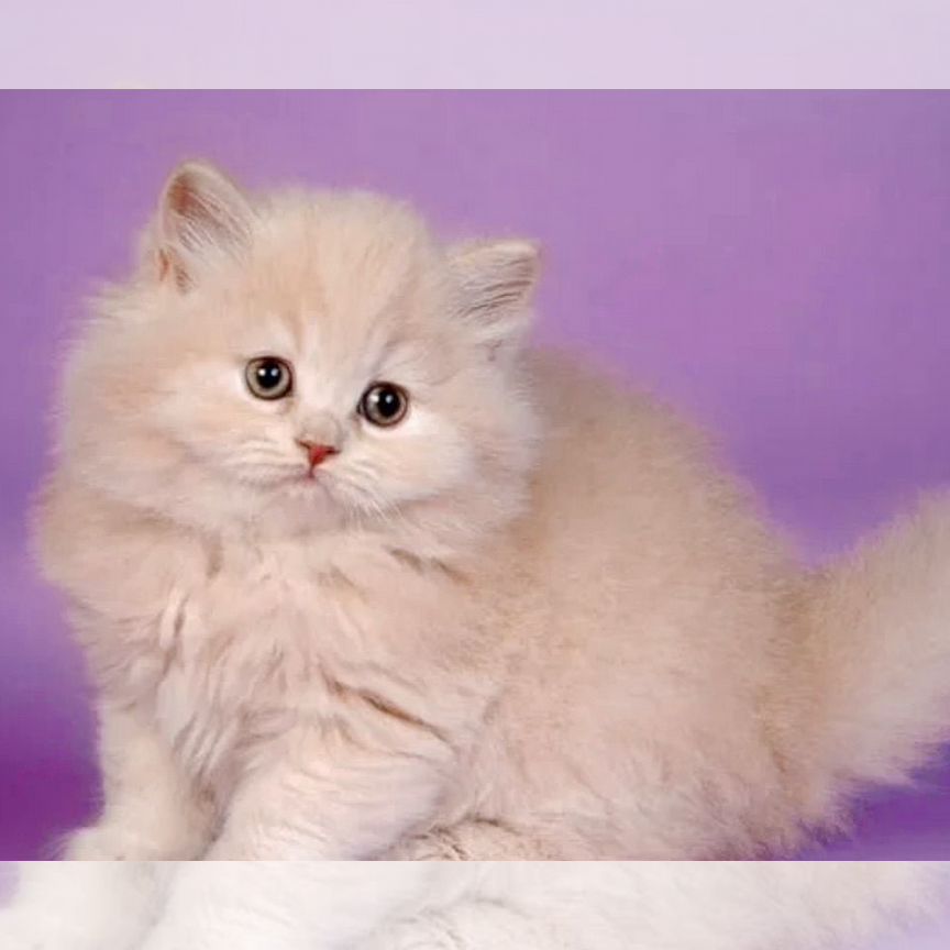 Котенок