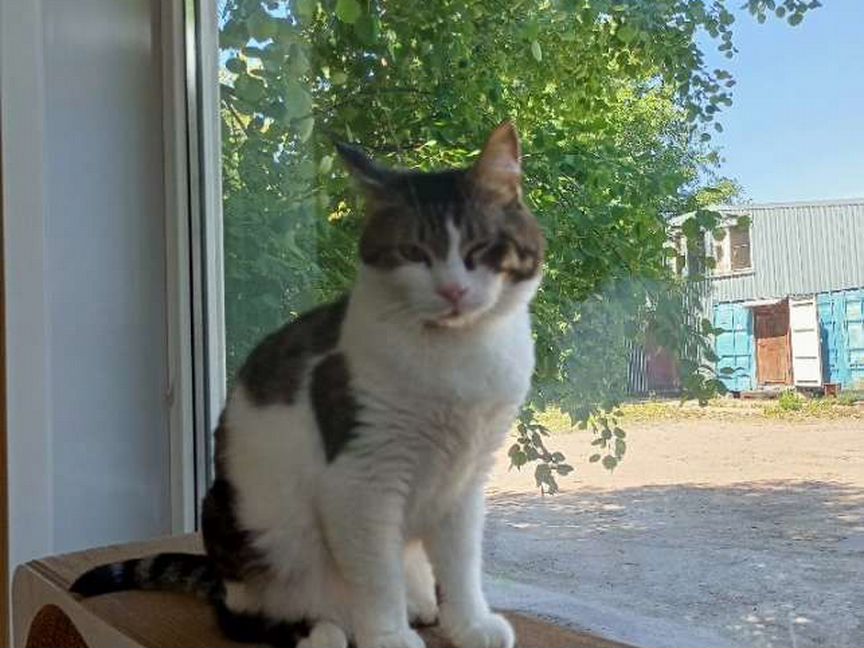 Уютная кошка