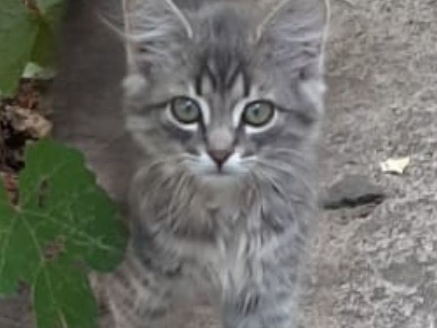 Котик Мусик