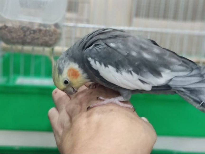 Попугай корелла ручной, самец