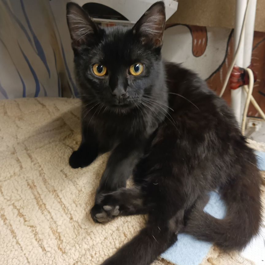 Котёнок в добрые руки