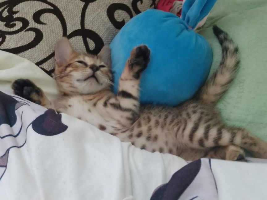 Бенгальская