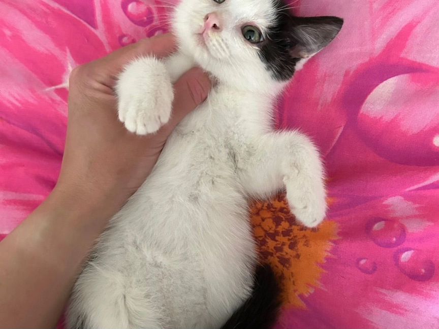 Котенок классный