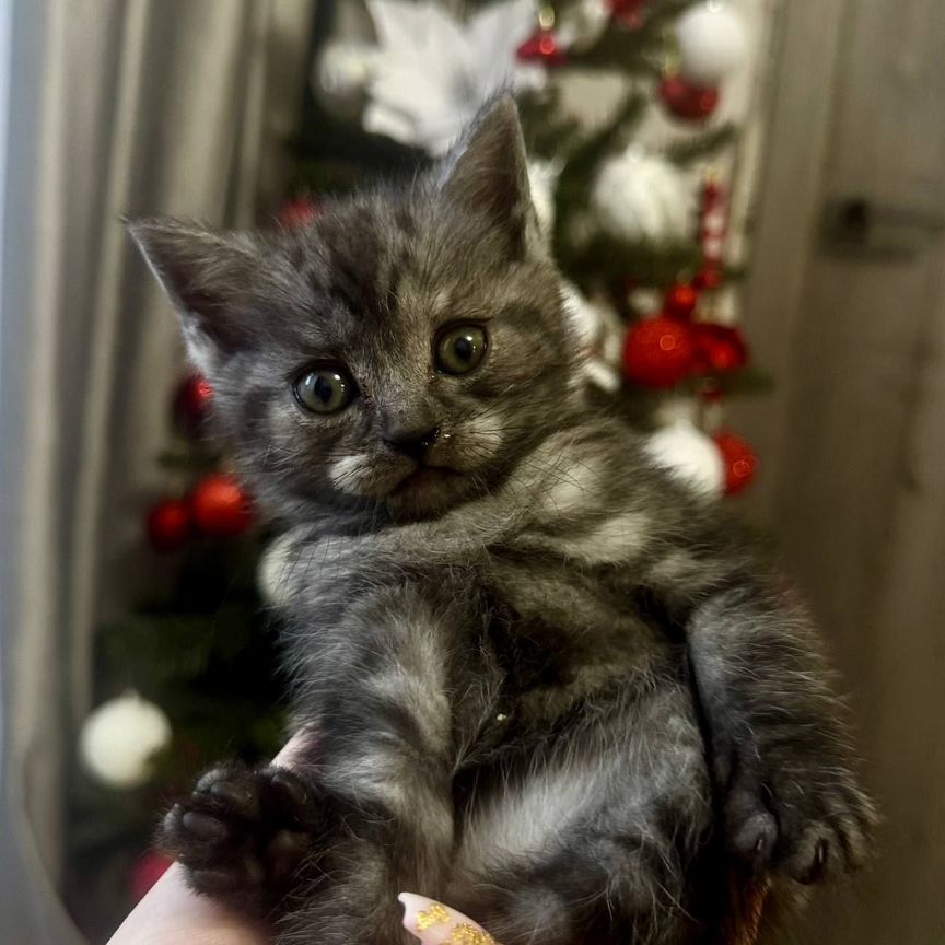 Шотландский вислоухий короткошёрстный котёнок