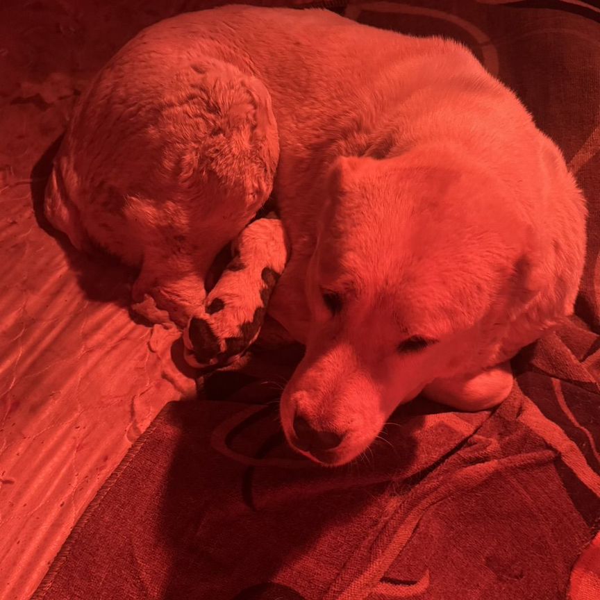 Среднеазиатская овчарка, щенок