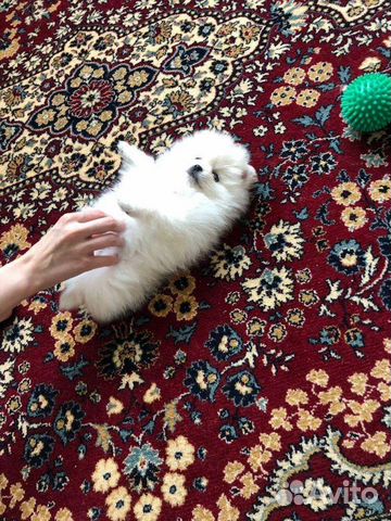 Белый и кремовый шпиц щенки