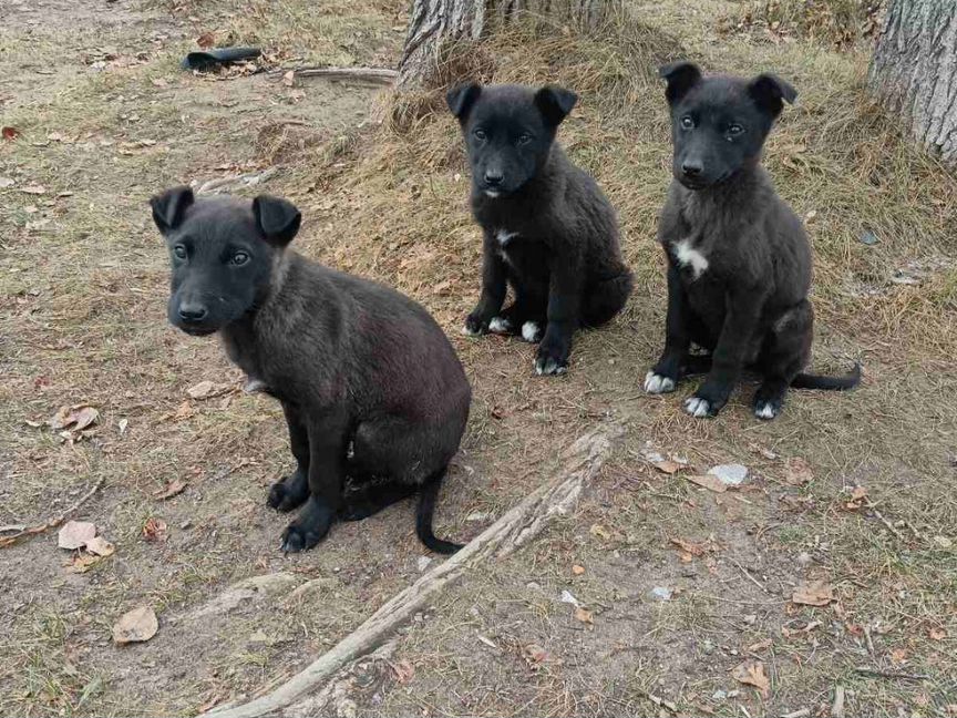 Щенки в добрые руки