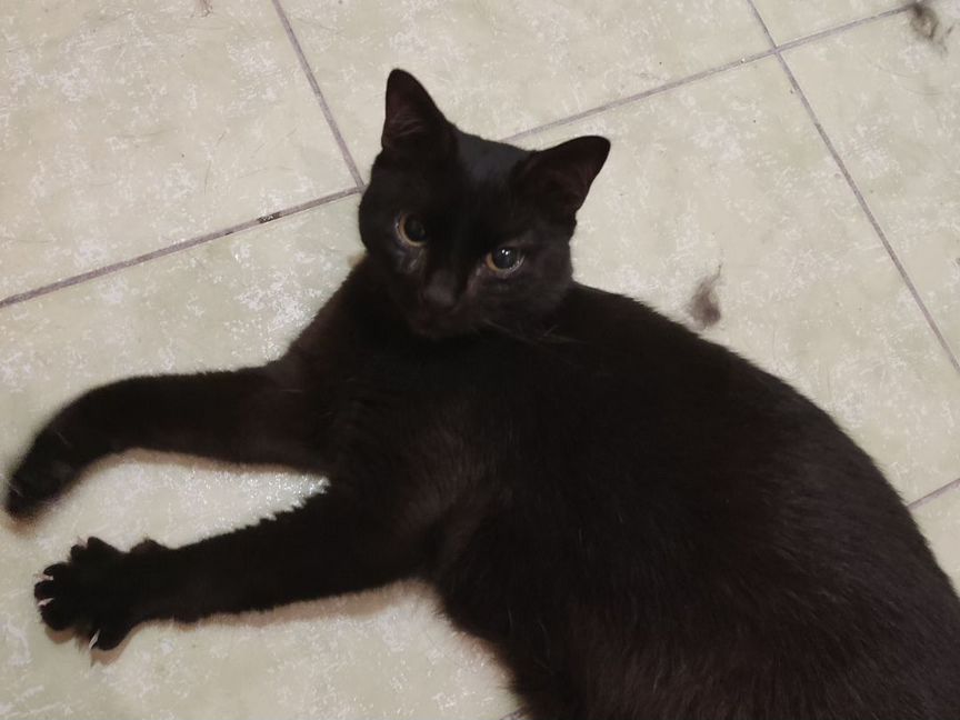 Милая кошка ищет дом