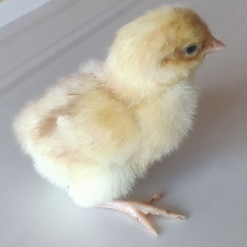 Цыплята несушки