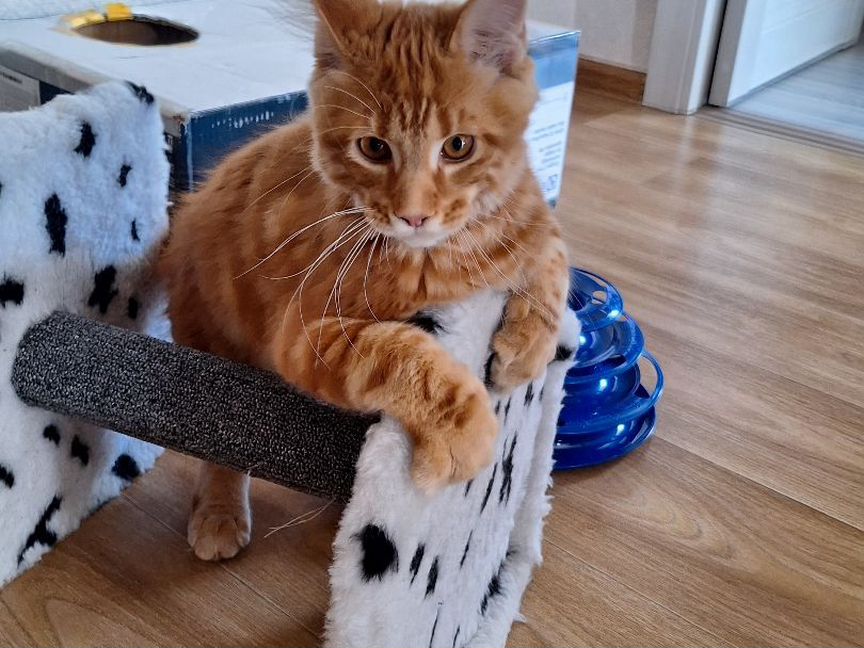 Котята мейн-кун