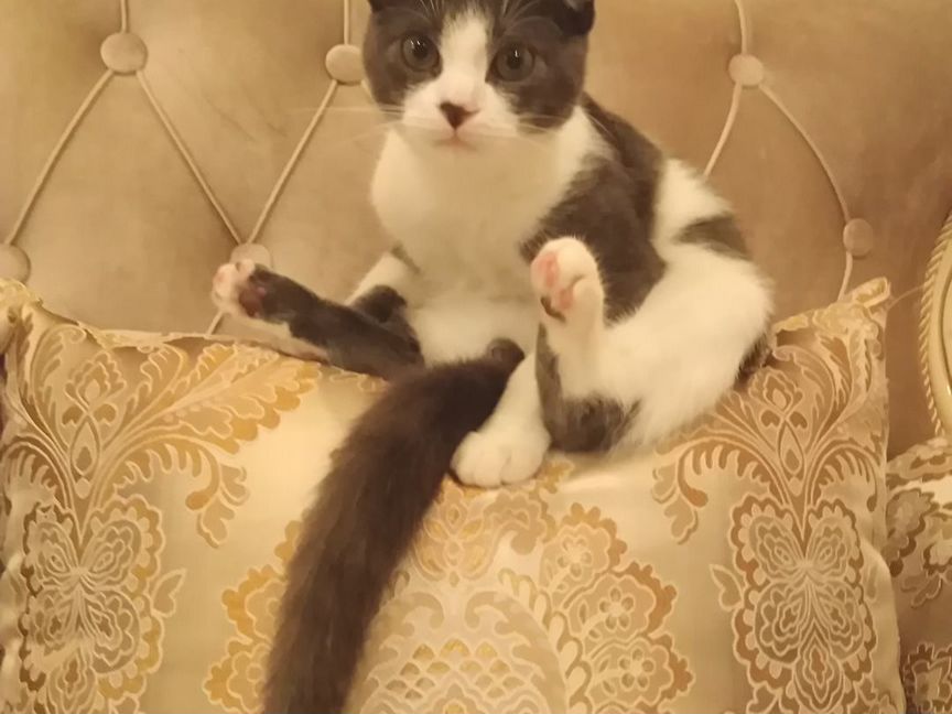 Котенок Каспер ждет любящего хозяина