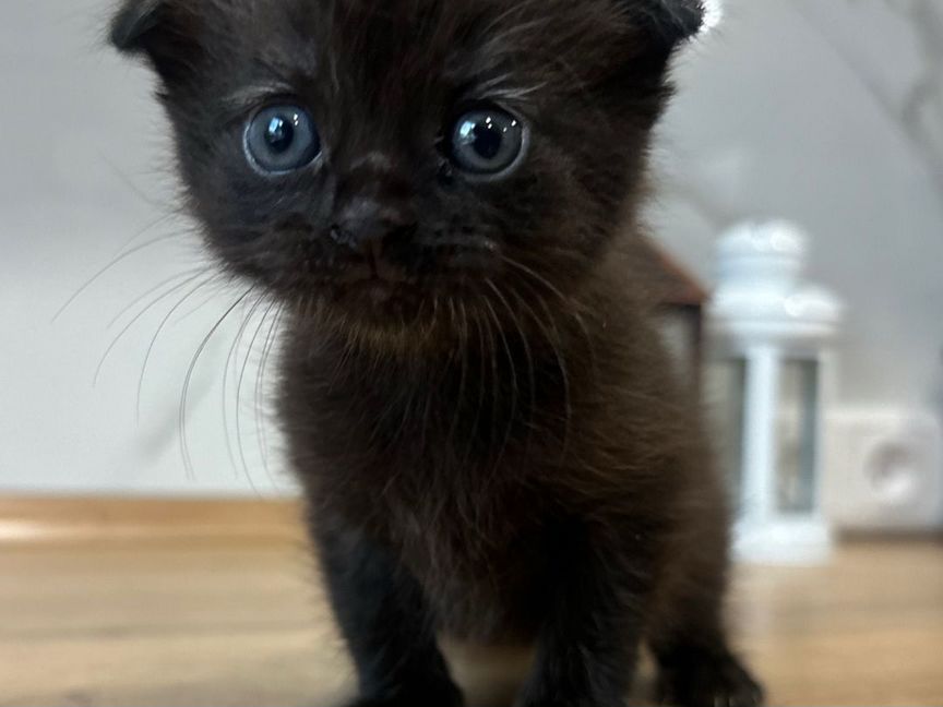 Шотландский вислоухий котенок scottish fold