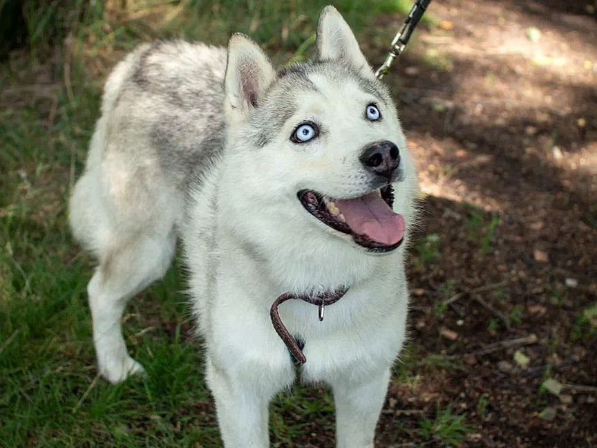 Сибирский хаски в приюте