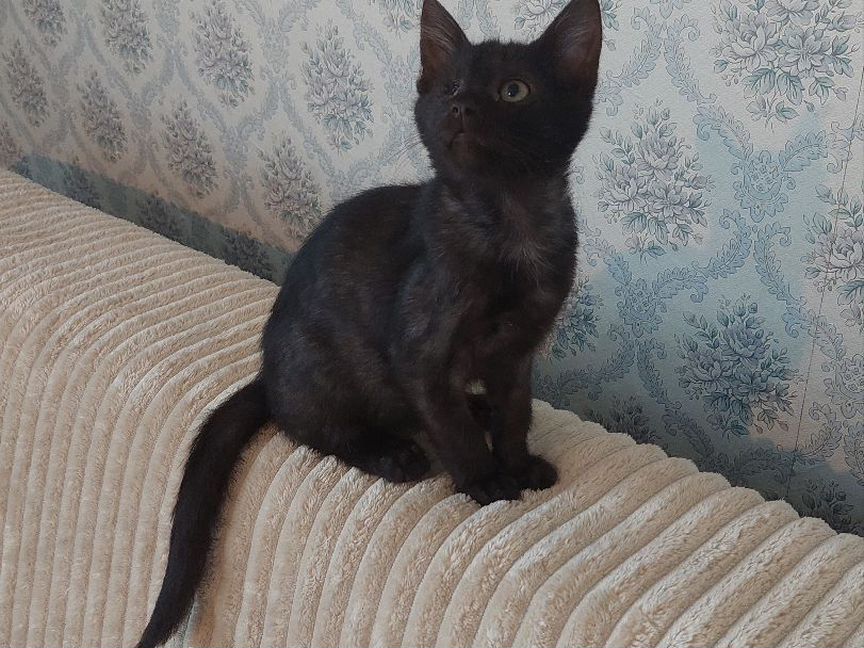 Котёнок Земное Очарование
