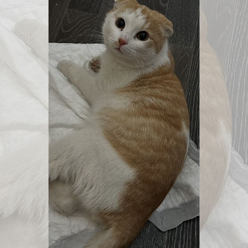 Шотландский вислоухий короткошёрстный котёнок