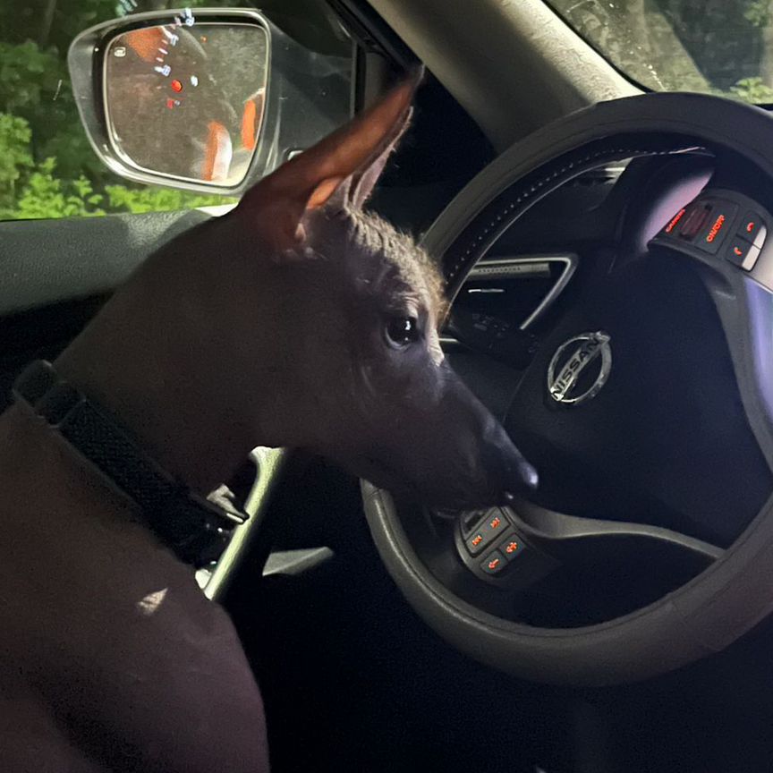 Мексиканская голая собака, взрослый пёс