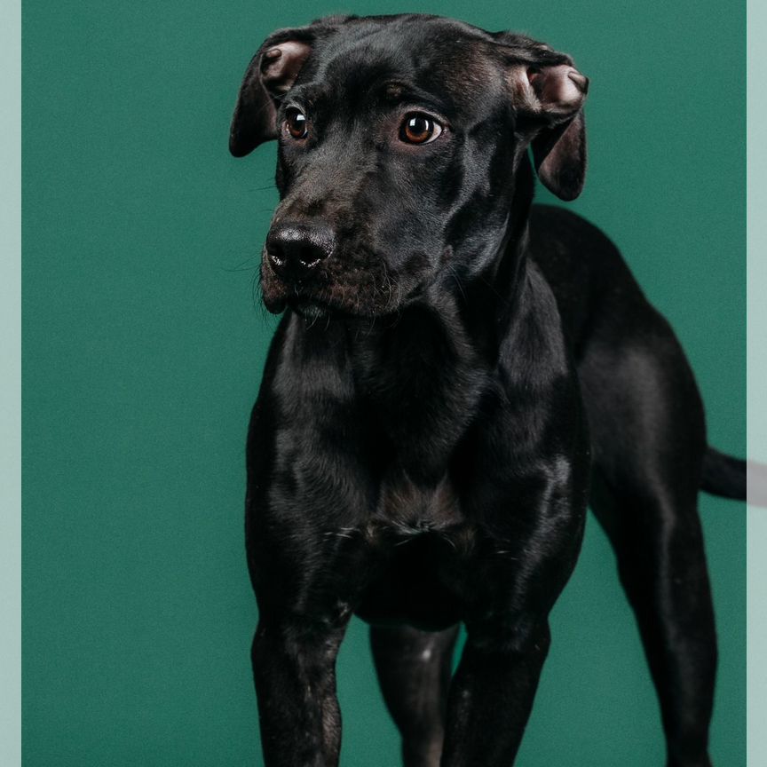 Американский питбультерьер, щенок