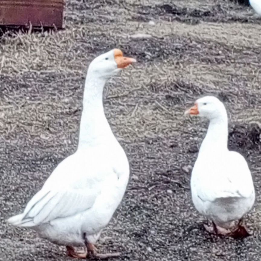 Продам семью гусей