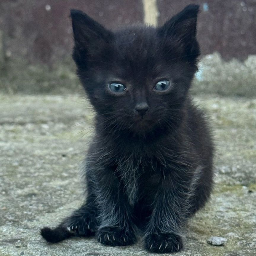 Котёнок в добрые руки