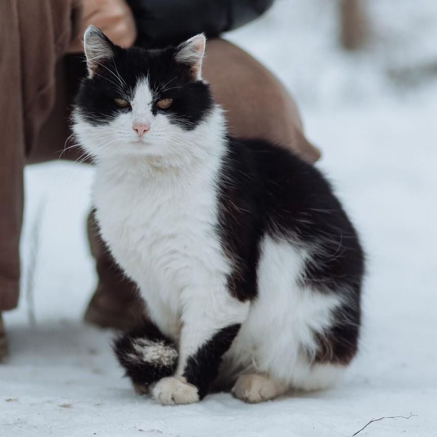 Котики