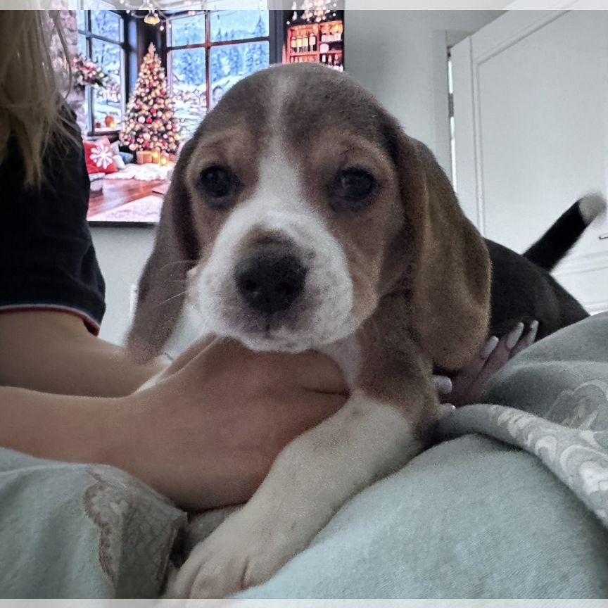 Бигль, щенок