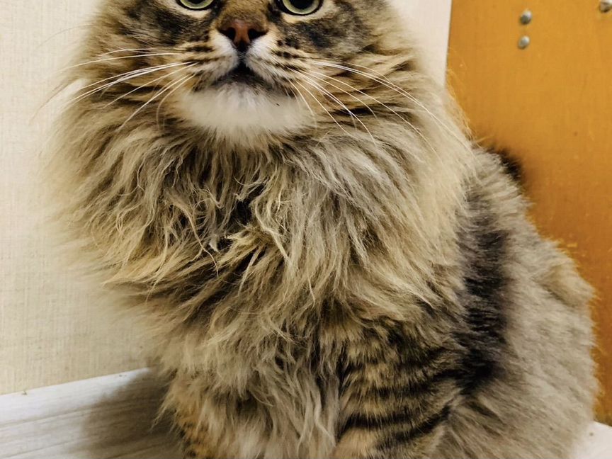 Шикарный котик Миша ищет семью