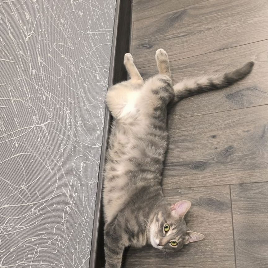 Отдам кота в добрые руки бесплатно