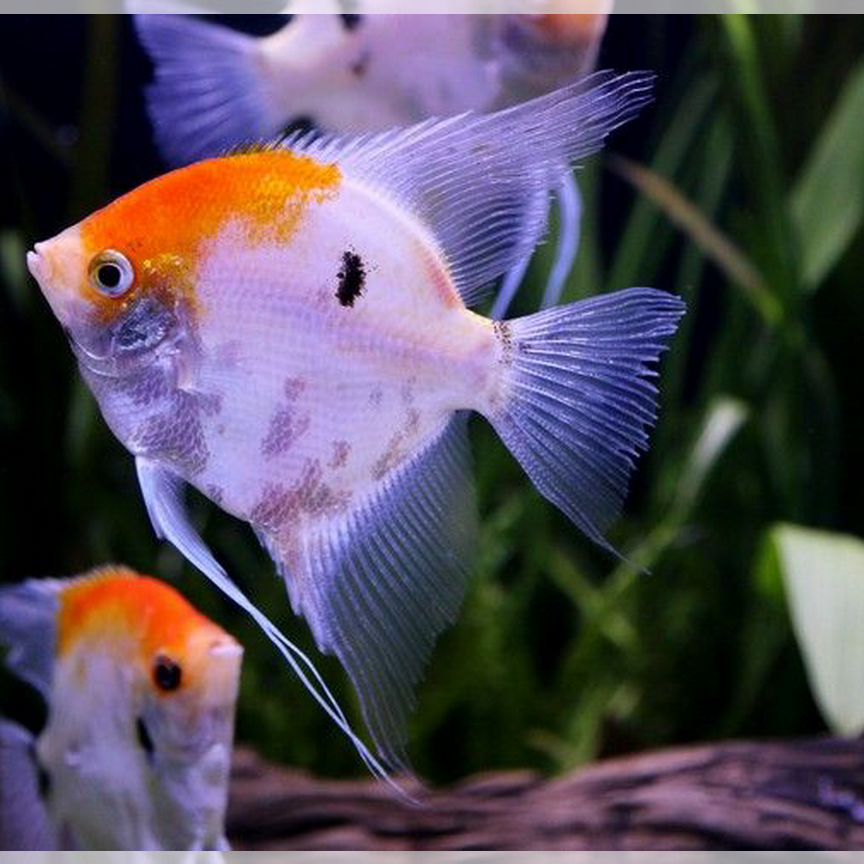 Рыбка скалярий