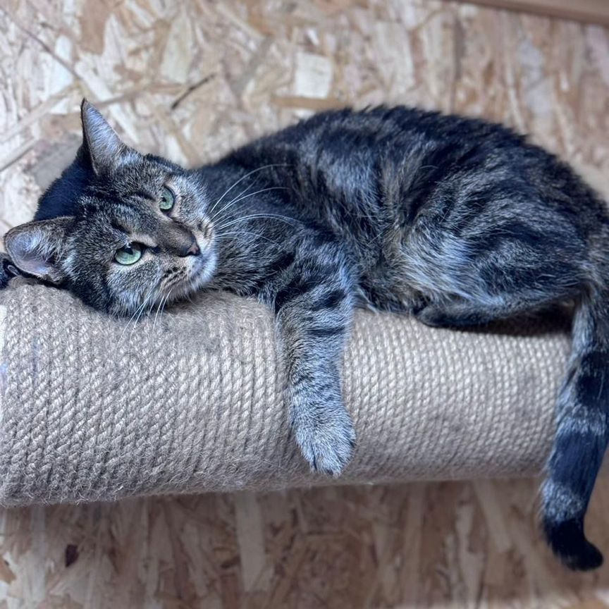 Ласковая Сия