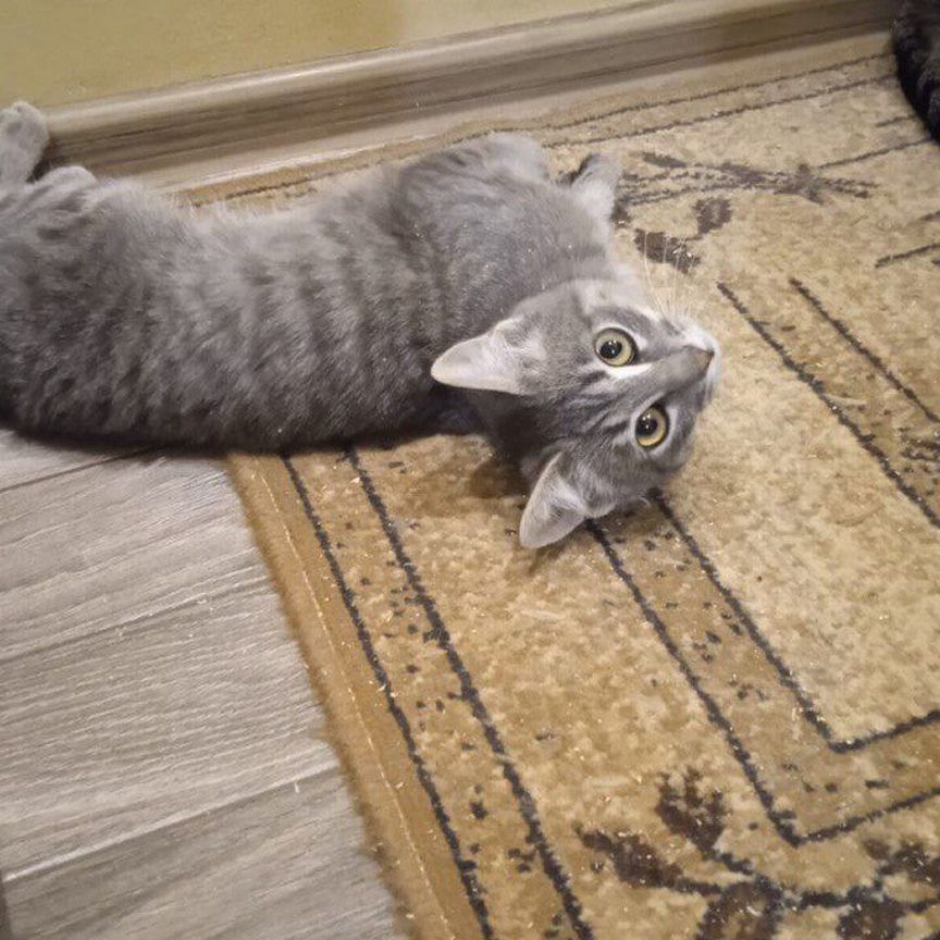 Котенок дымчатый. Мальчик
