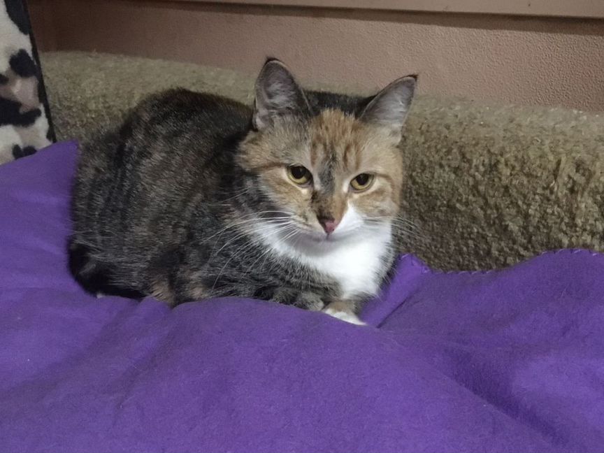 Котенок малышка в добрые руки